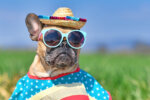 French Bulldog Summertime Care Guide | Tips & Tricks