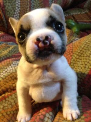 What is Cleft Palate in French Bulldogs? - FrenchieWiki