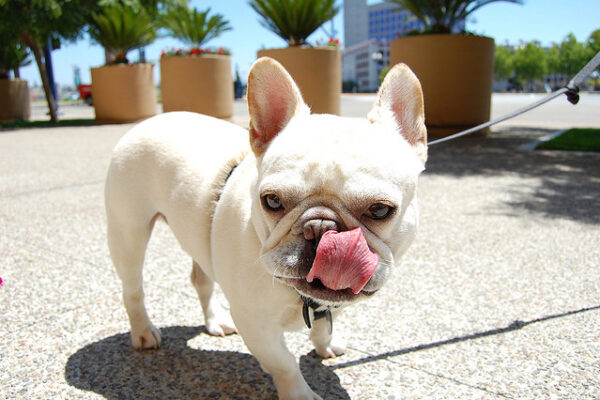 French Bulldogs Drool - Here's 9 Reasons Why | FrenchieWiki