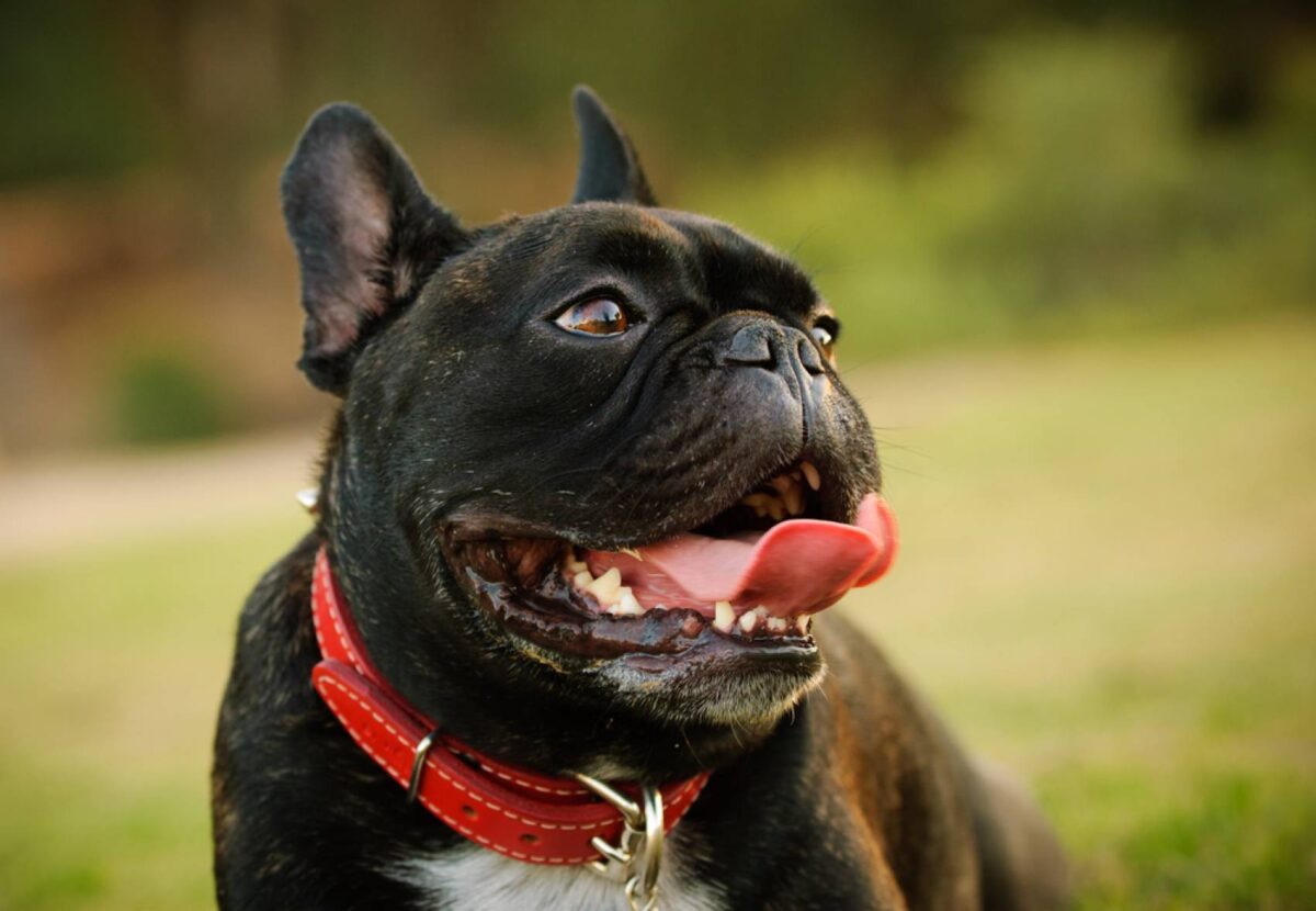 Pros & Cons of Owning a French Bulldog | FrenchieWiki