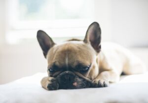 7 Simple Tips to Keep your Frenchie a Healthy Weight