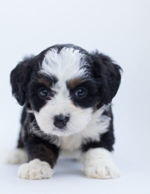 French Bulldog & Poodle Mix [OVERVIEW] - FrenchieWiki