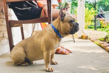 French Bulldog & Poodle Mix [OVERVIEW] - FrenchieWiki