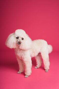 French Bulldog & Poodle Mix [OVERVIEW] - FrenchieWiki