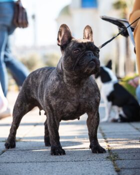 All About Brindle French Bulldogs (PICTURES) - FrenchieWiki