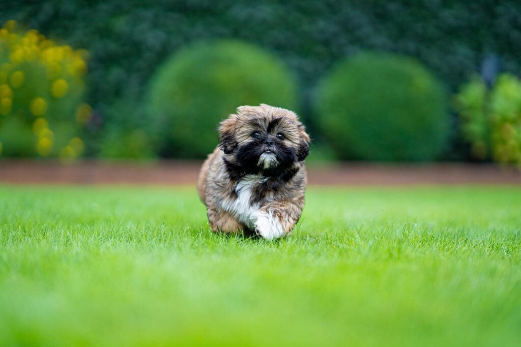 14 Pros & Cons of Owning a Shih Tzu - FrenchieWiki