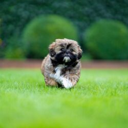 French Bulldog Shih Tzu Mix - French Bull Tzu - FrenchieWiki