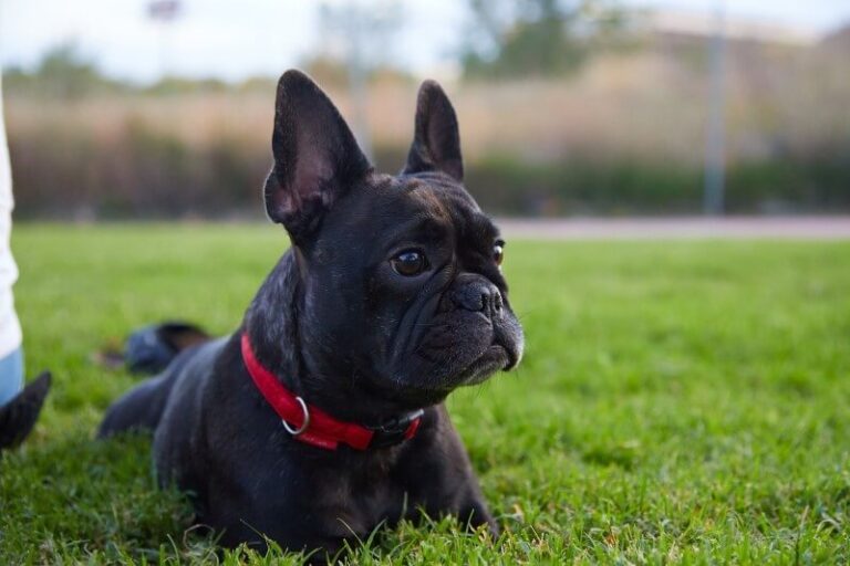 17 Adorable Black French Bulldogs - FrenchieWiki