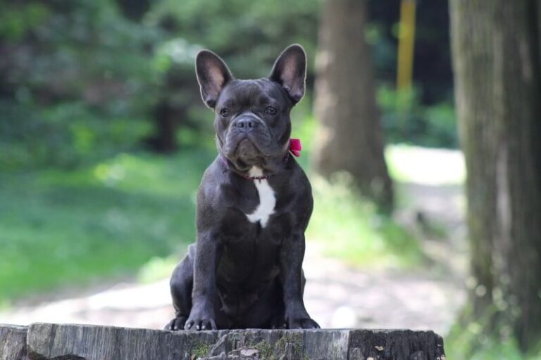 17 Adorable Black French Bulldogs - FrenchieWiki