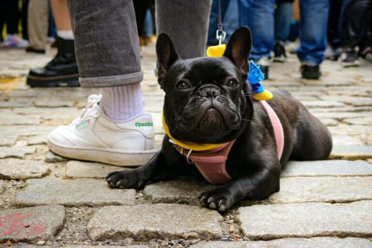 FrenchieWiki - French Bulldog Information, News, and Facts