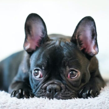 FrenchieWiki - French Bulldog Information, News, and Facts