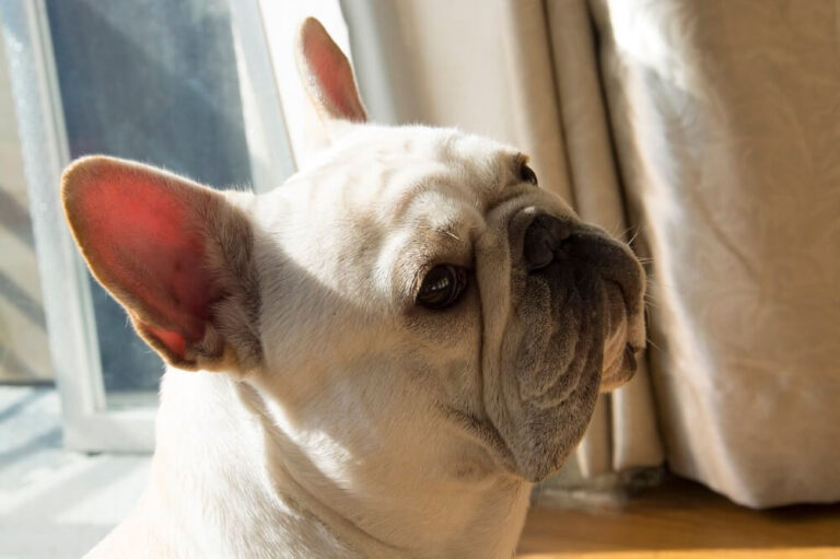 9 Adorable Cream French Bulldogs - FrenchieWiki