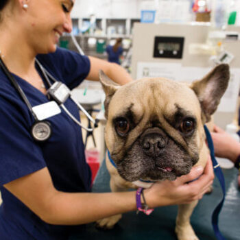 FrenchieWiki - French Bulldog Information, News, and Facts