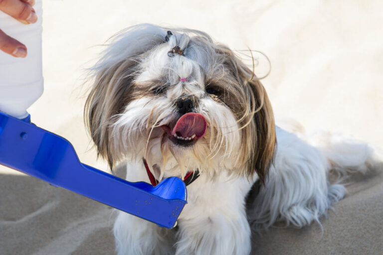 13 Most Common Shih Tzu Health Problems - FrenchieWiki