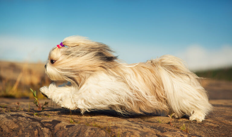 13 Most Common Shih Tzu Health Problems - FrenchieWiki