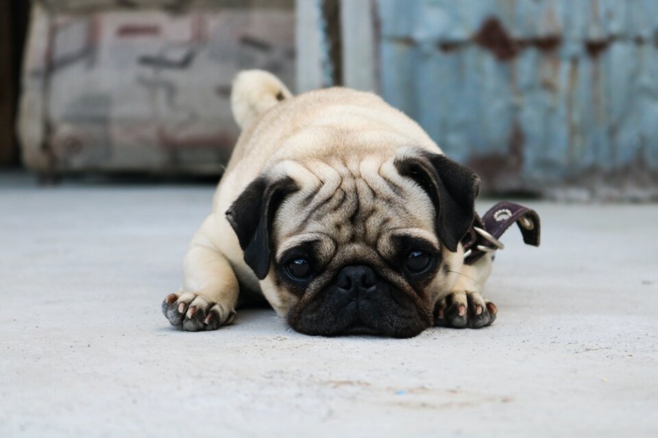 Pug History & Origins: How the Pug has Evolved