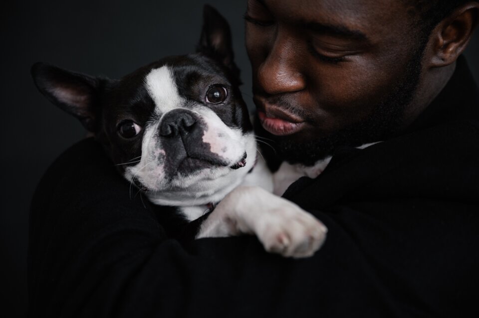 Boston Terrier IQ: Are they actually smart?!