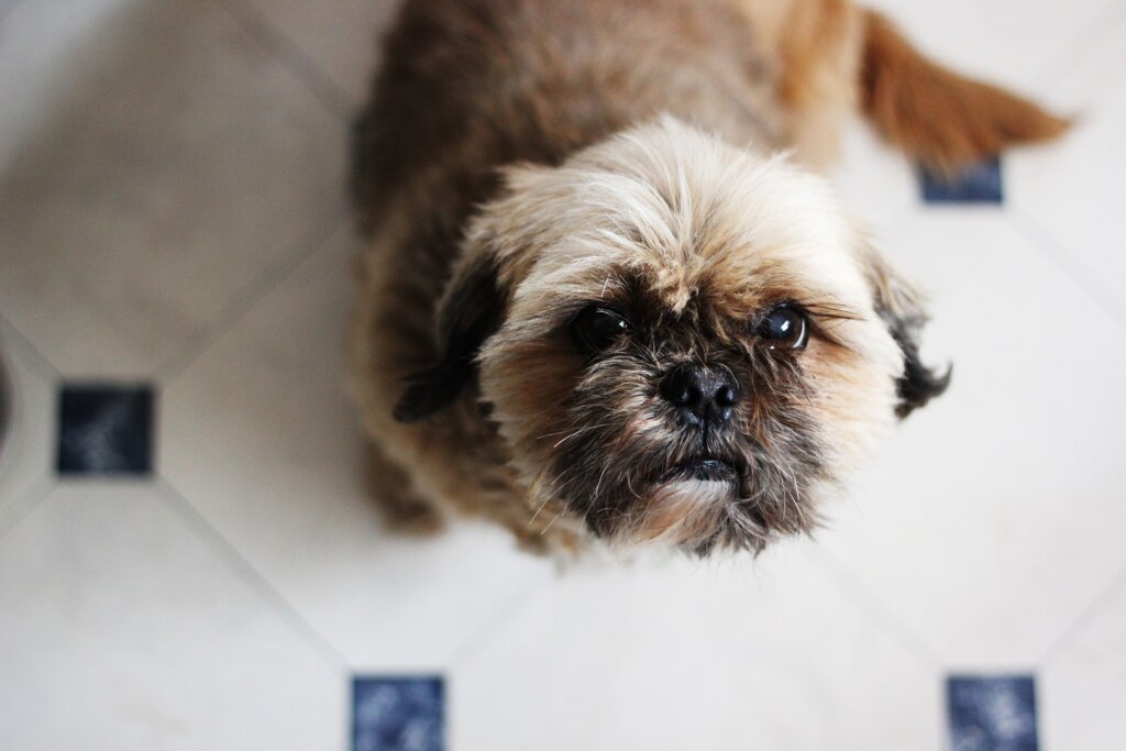 The 9 Most Common Shih Tzu Behavior Problems - FrenchieWiki