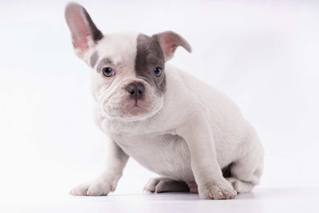Grey French Bulldog: What to Know - FrenchieWiki
