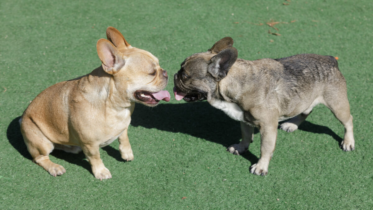 Sable French Bulldog: What to Know - FrenchieWiki