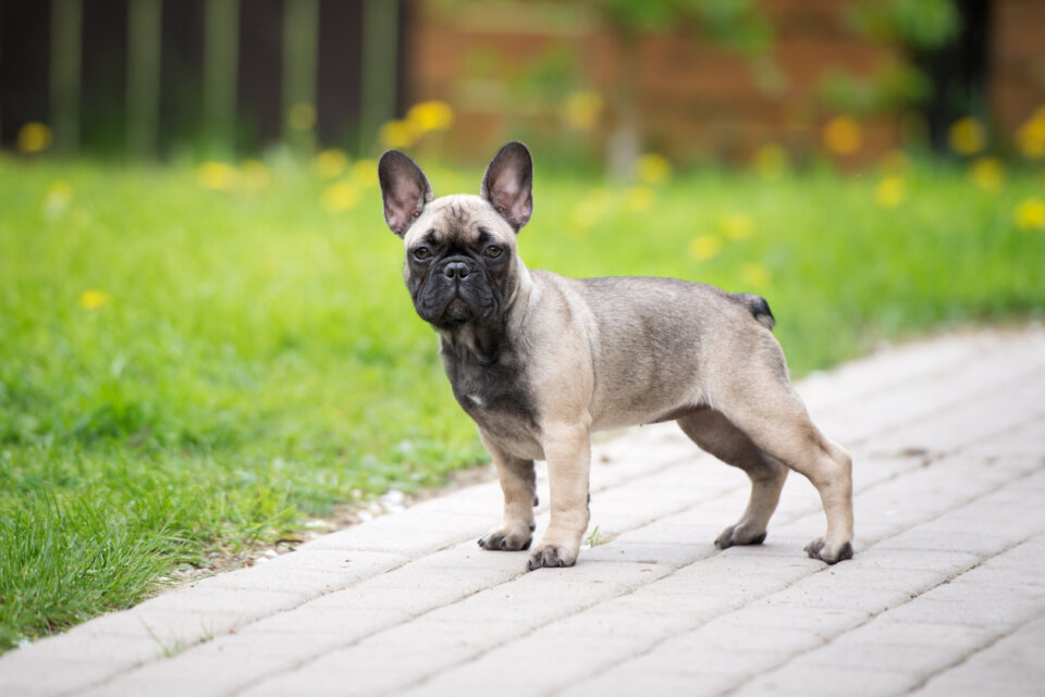 Sable French Bulldog: What to Know - FrenchieWiki