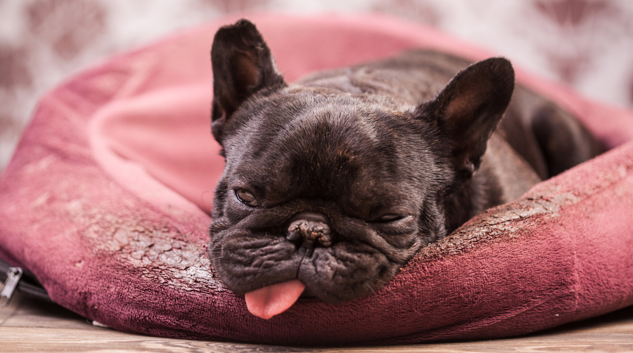 Flying with a French Bulldog | A step-by-step guide